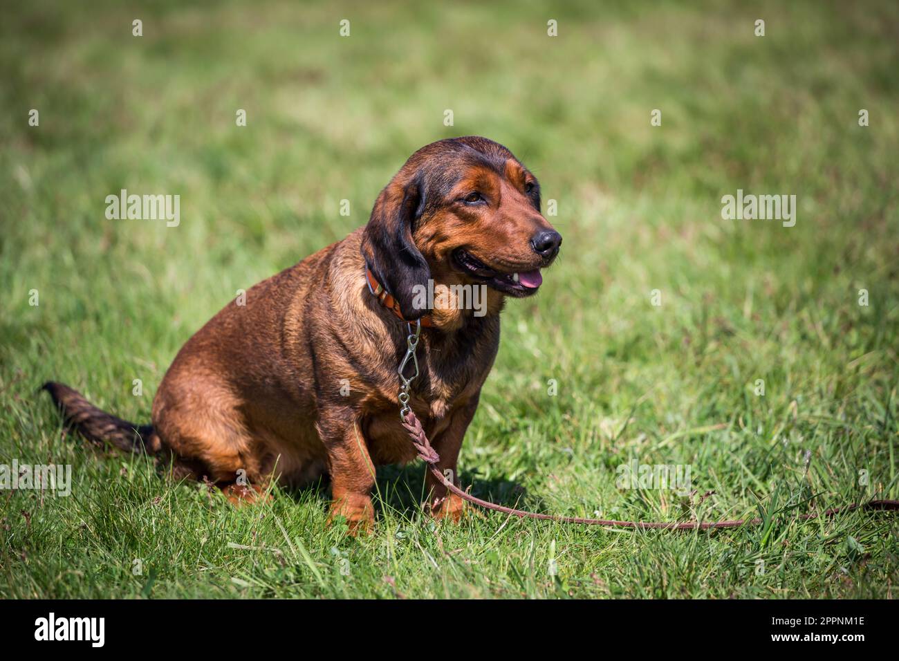 Alpine dachsbracke, Alpenländische Dachsbracke Stock Photo - Alamy