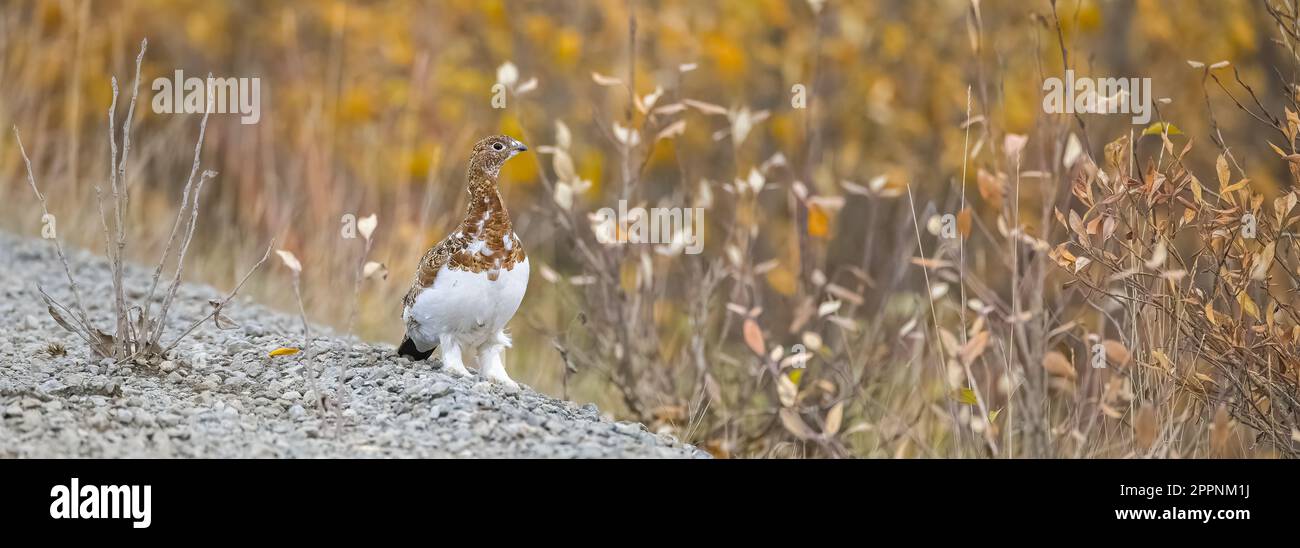Willow Ptarmigan, Lagopus lagopus, birds in the tundra in Yukon, Canada ...