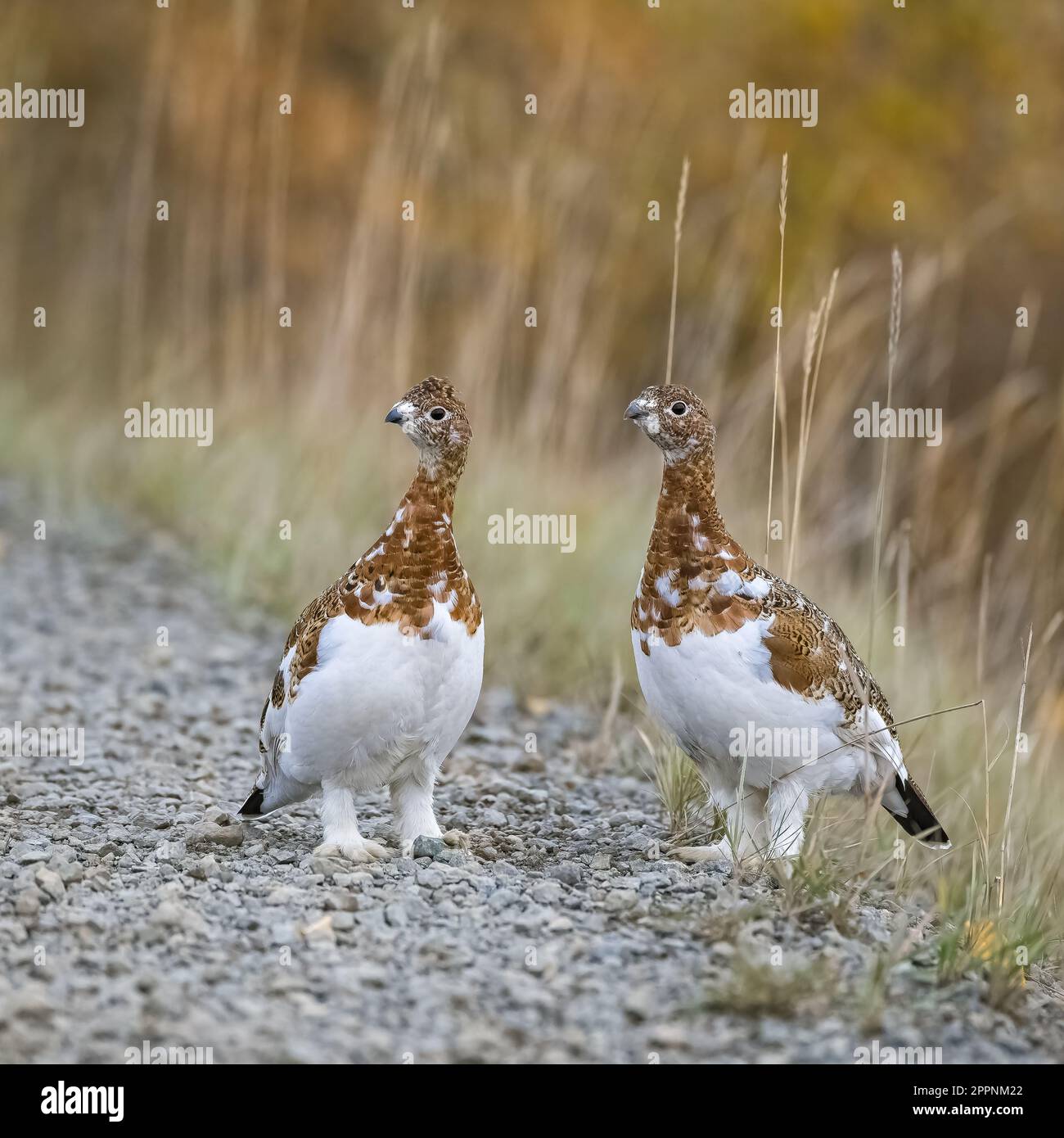 Willow Ptarmigan, Lagopus lagopus, birds in the tundra in Yukon, Canada ...
