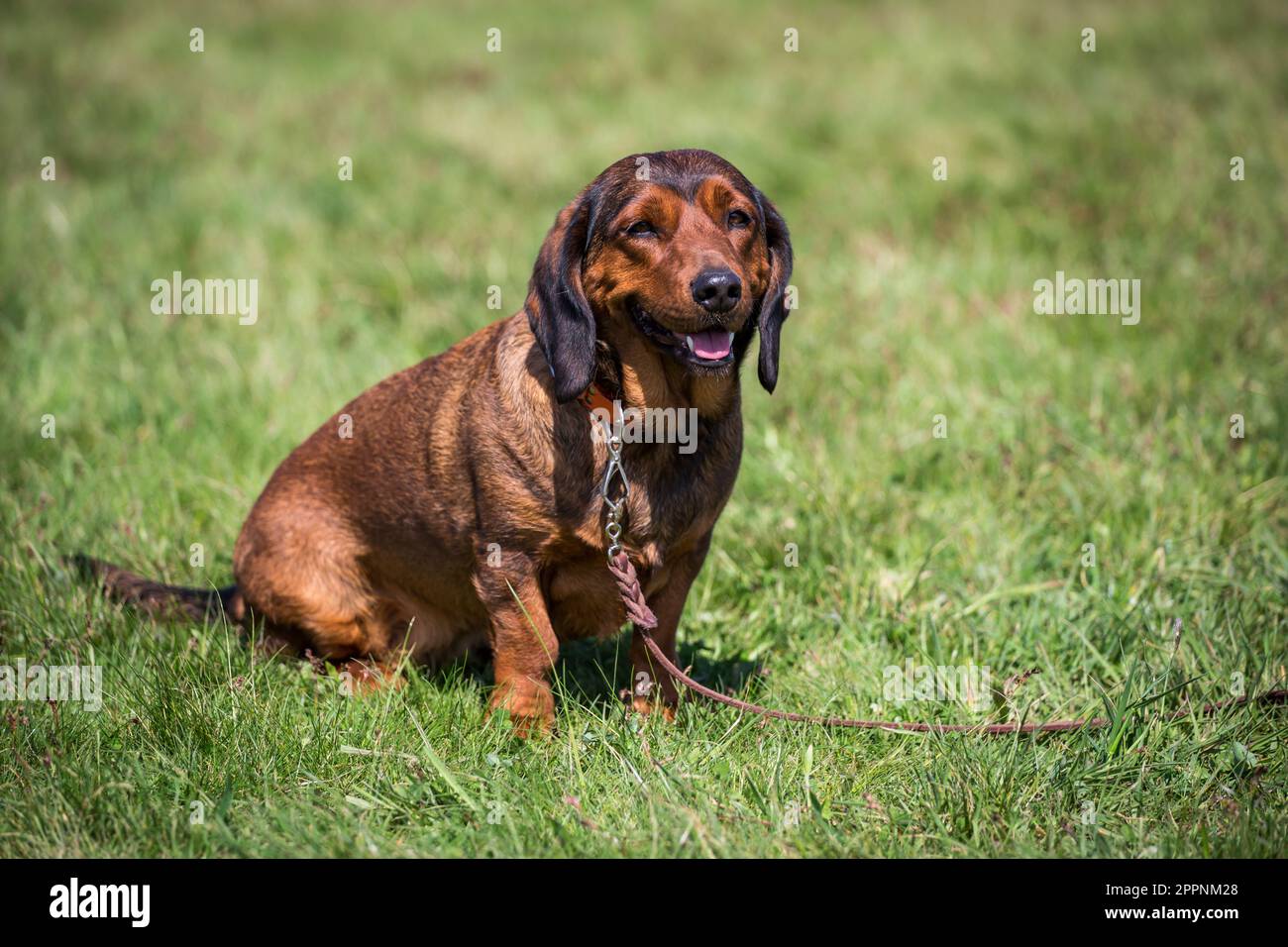 Alpine dachsbracke, Alpenländische Dachsbracke Stock Photo - Alamy