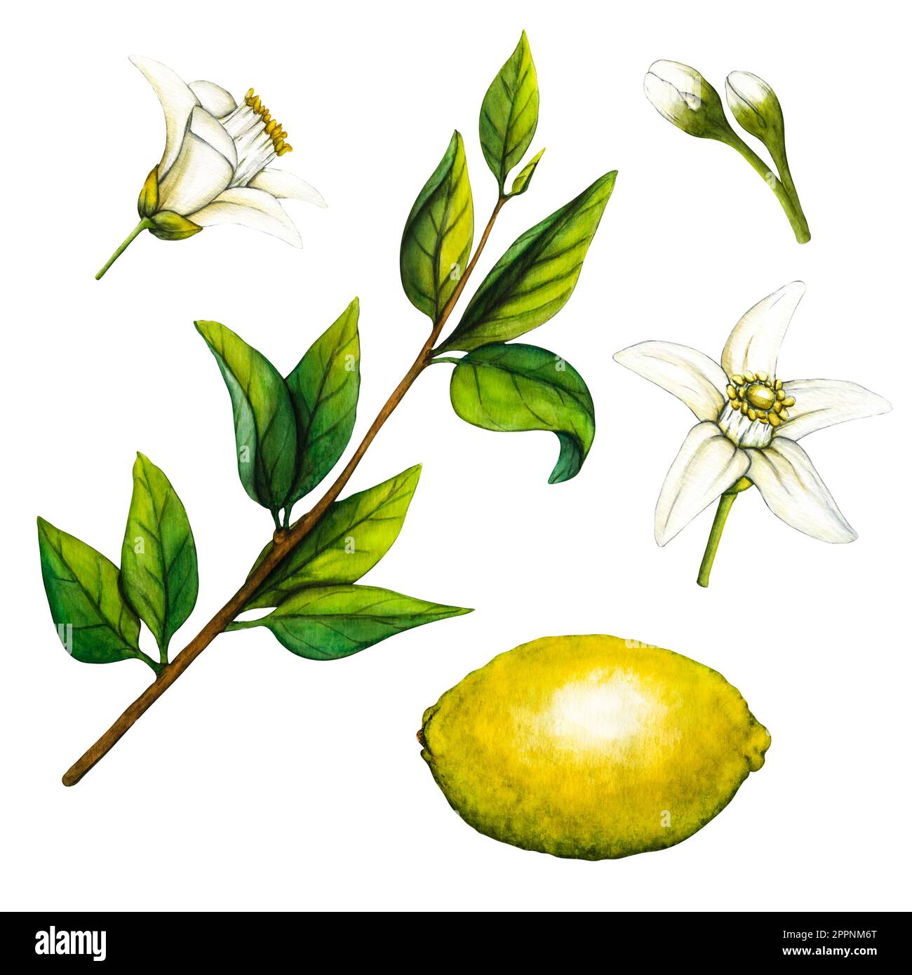 Watercolor botanical illlustration of lemon tree branch with fruits and ...