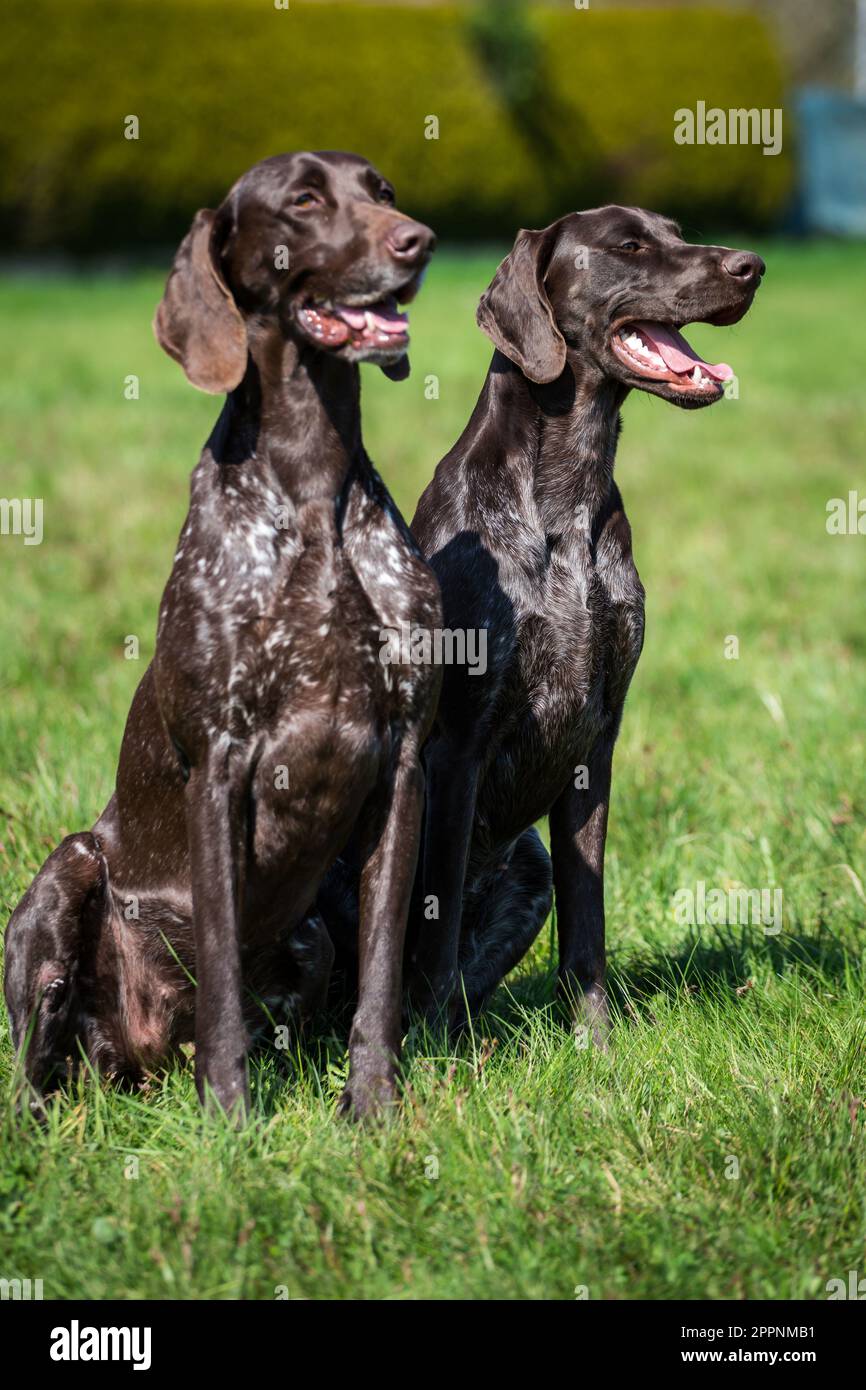 German Short-Haired Pointer, Deutsch-Kurzhaar Stock Photo - Alamy