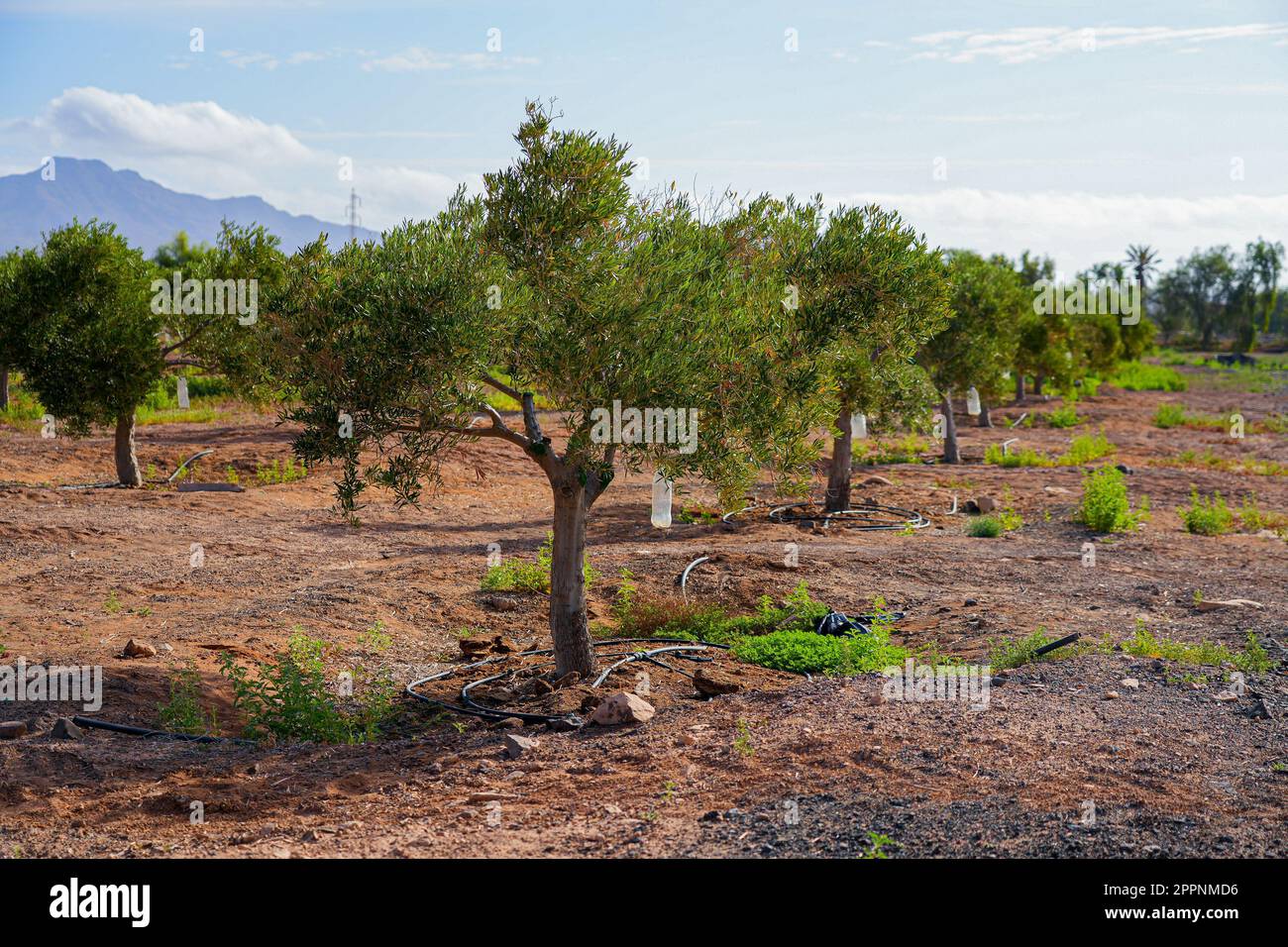 Apple tree plantation on the island of Fuerteventura in the Canary ...