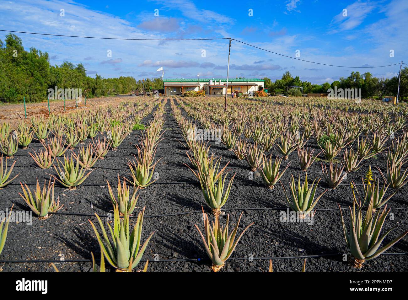 Aloe Vera plantation on the island of Fuerteventura in the Canary ...