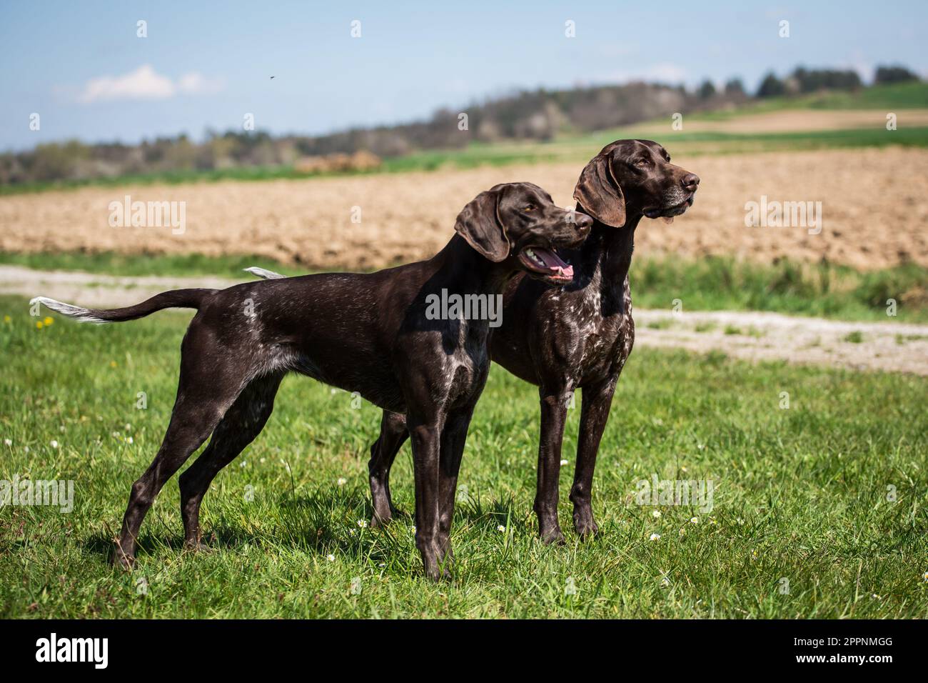German Short-Haired Pointer, Deutsch-Kurzhaar Stock Photo - Alamy