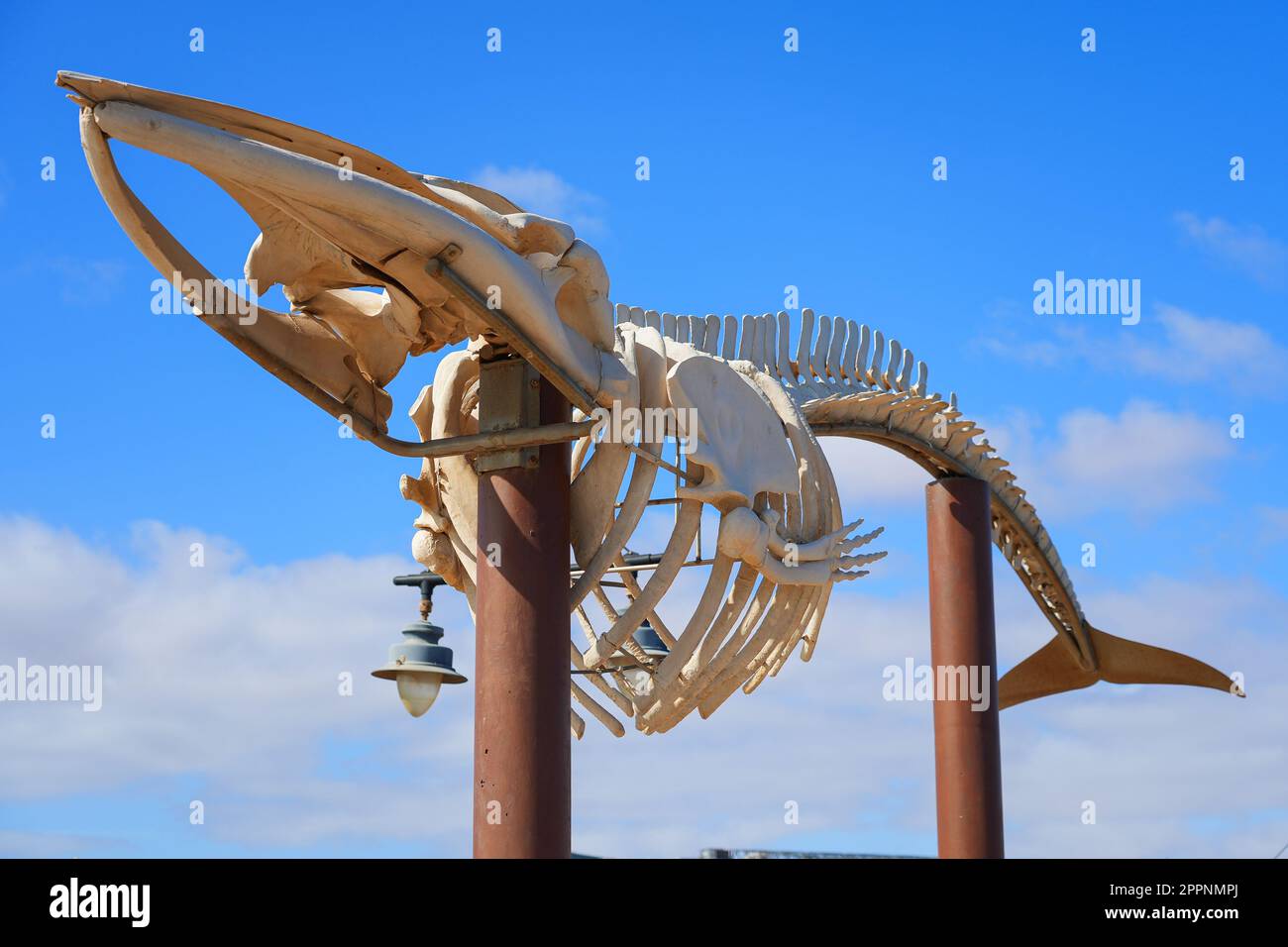 Fin whale skeleton hi-res stock photography and images - Alamy