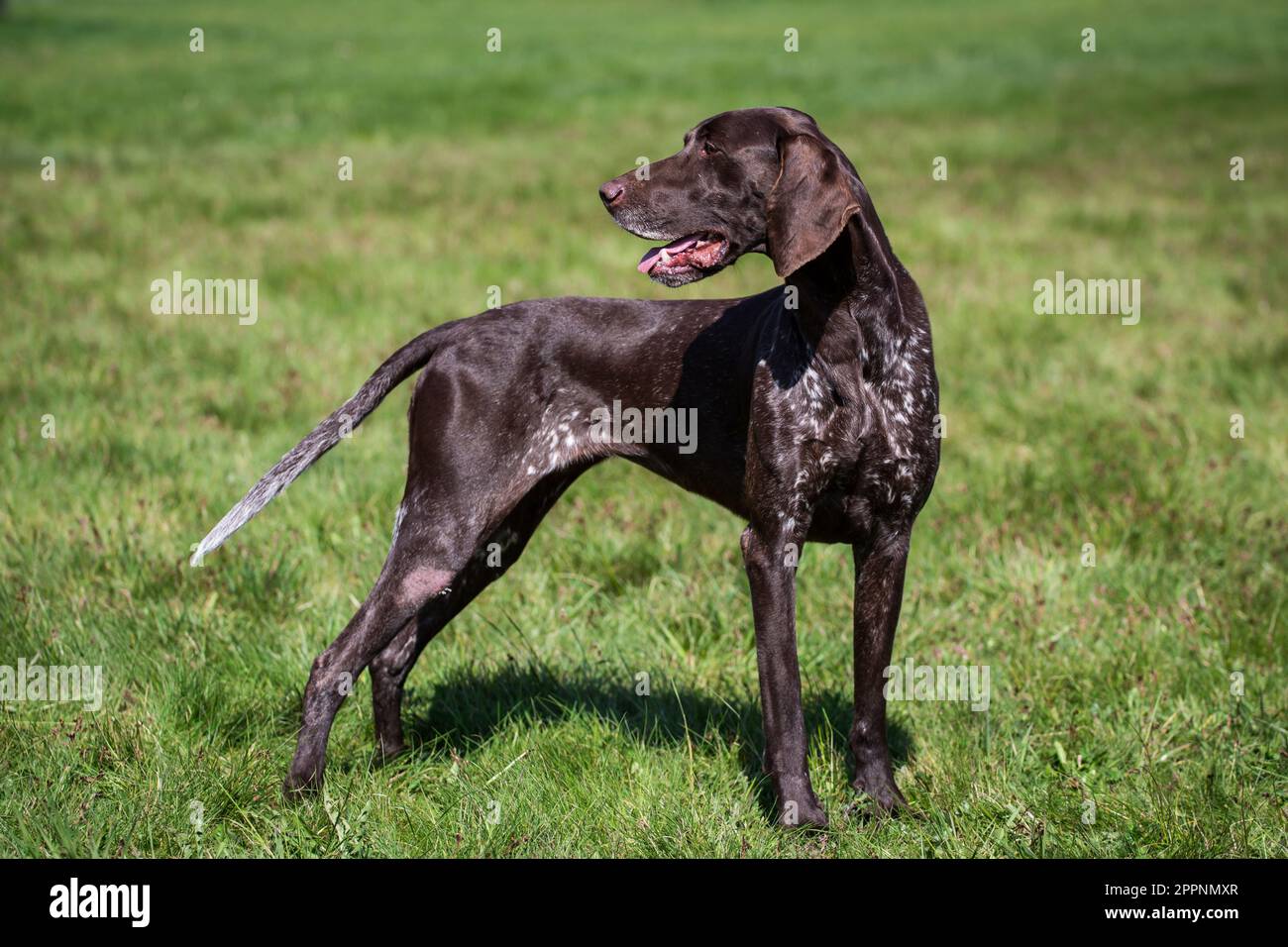 German Short-Haired Pointer, Deutsch-Kurzhaar Stock Photo - Alamy