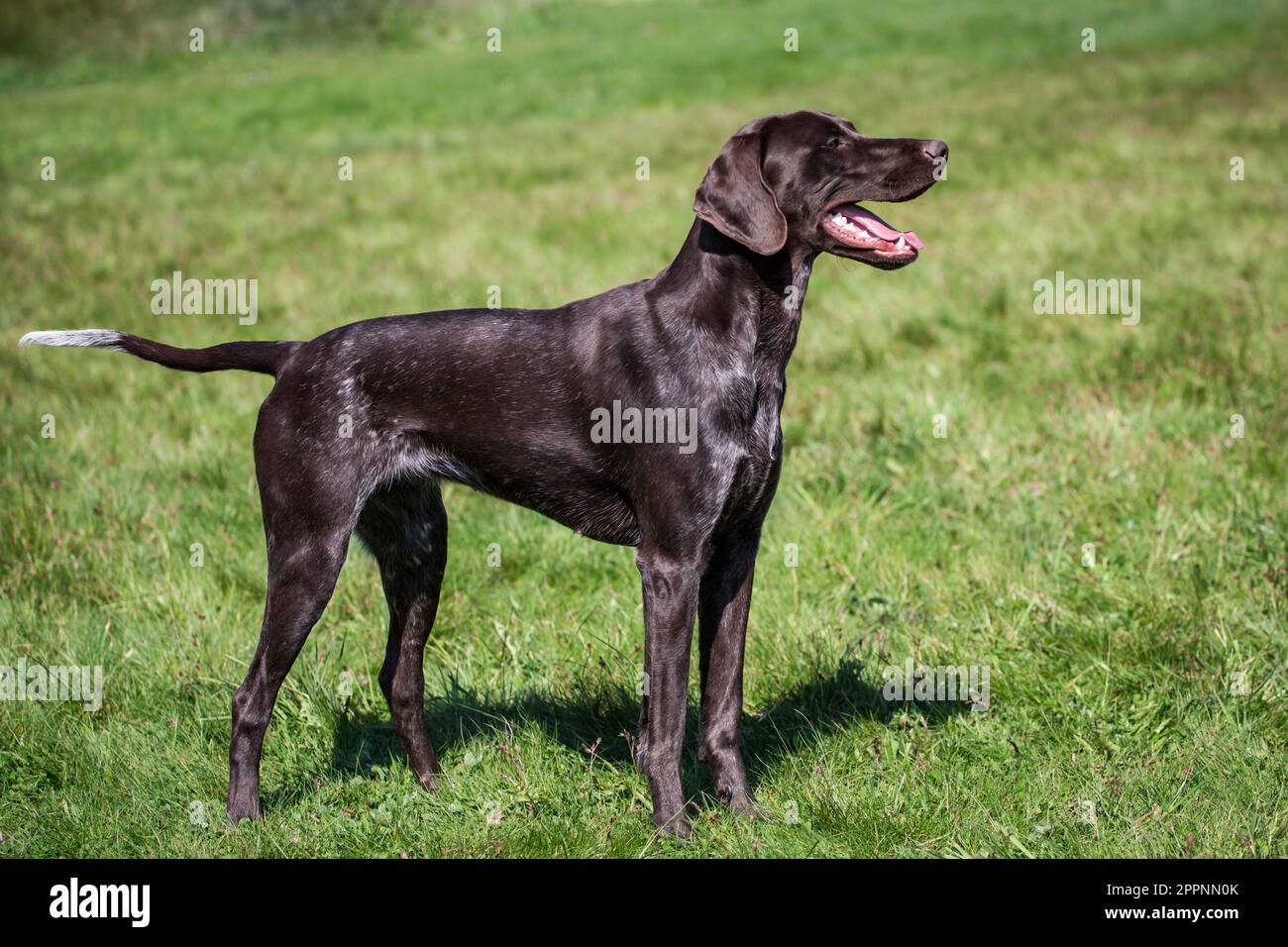 German Short-Haired Pointer, Deutsch-Kurzhaar Stock Photo - Alamy