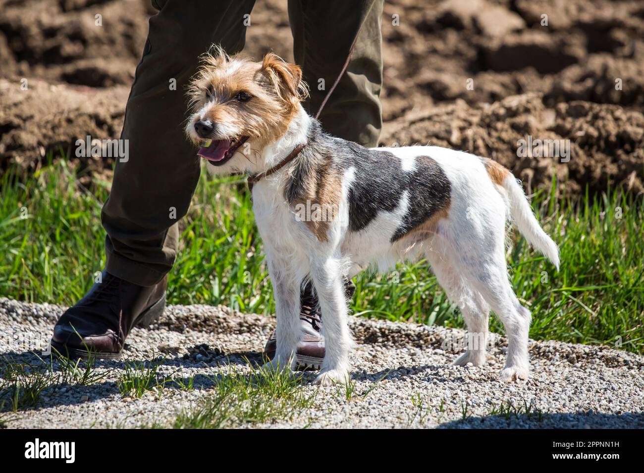 Parson hunting hi-res stock photography and images - Alamy