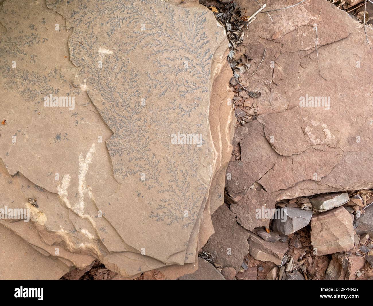 Sandstone with traces of plant fossils. Relic of ancient plants on ...
