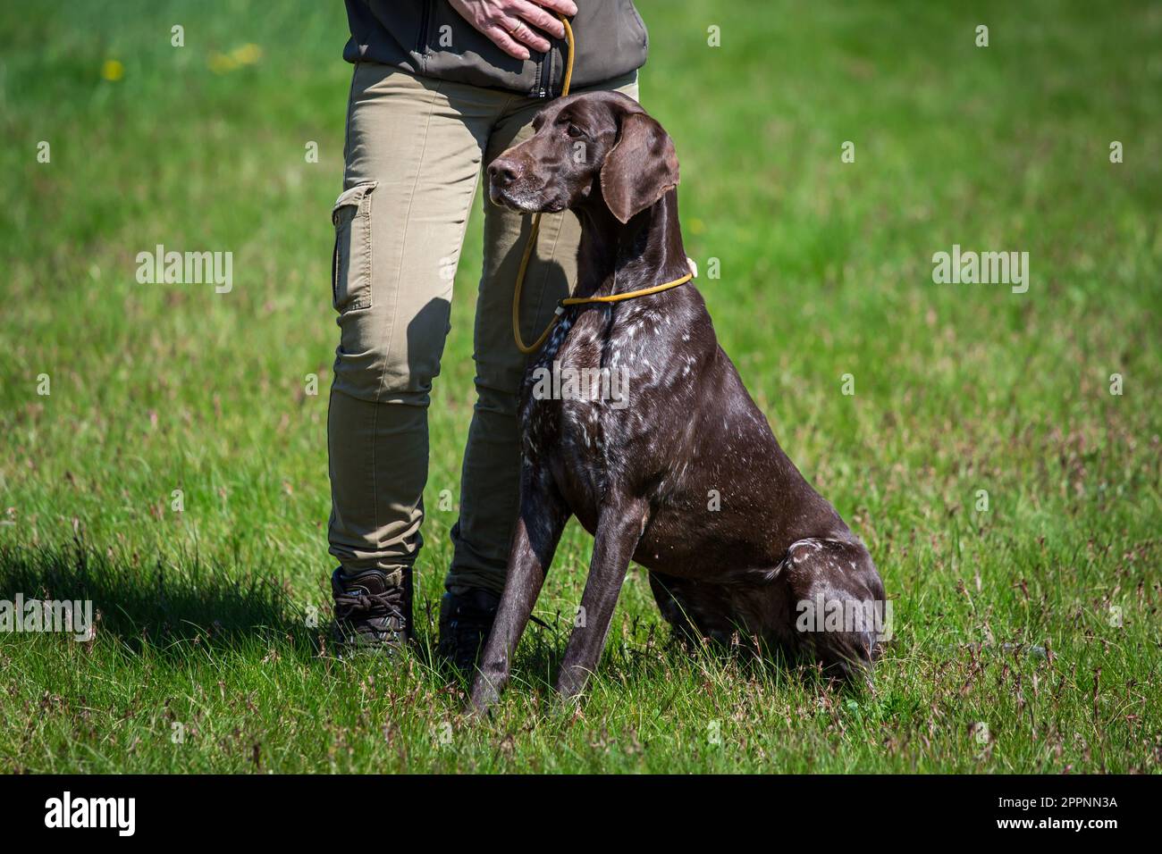 German Short-Haired Pointer, Deutsch-Kurzhaar Stock Photo - Alamy