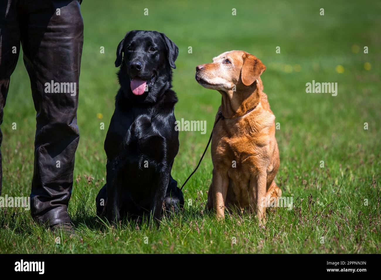 Labrador hunting dog hi-res stock photography and images - Alamy