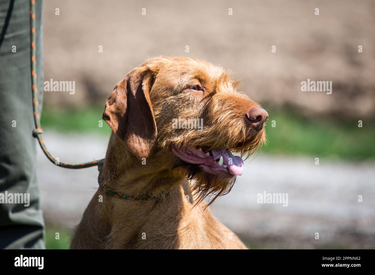 Wire-haired magyar vizsla, Hungarian pointer Stock Photo - Alamy
