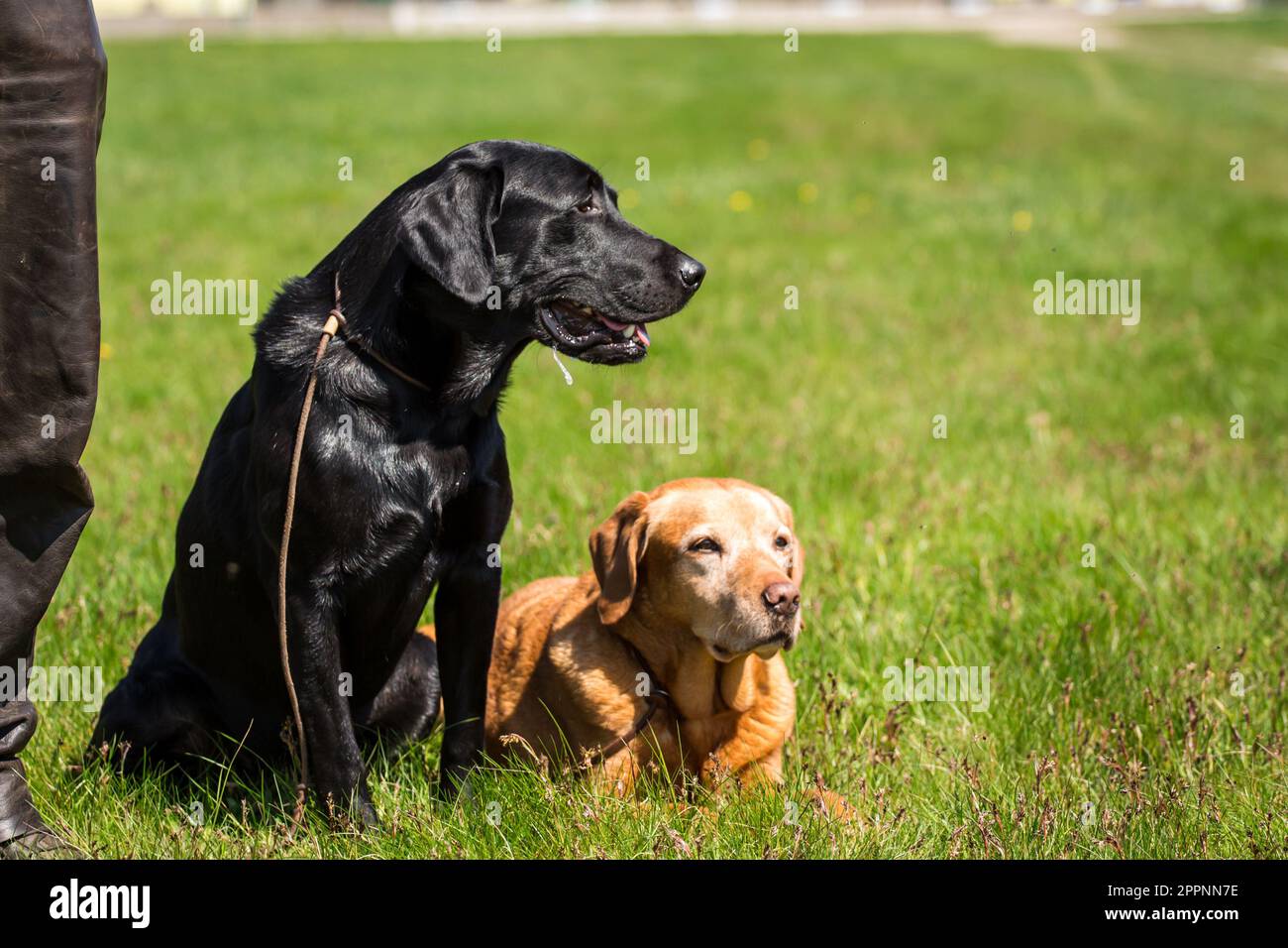 Working black labrador retriever hi-res stock photography and images ...