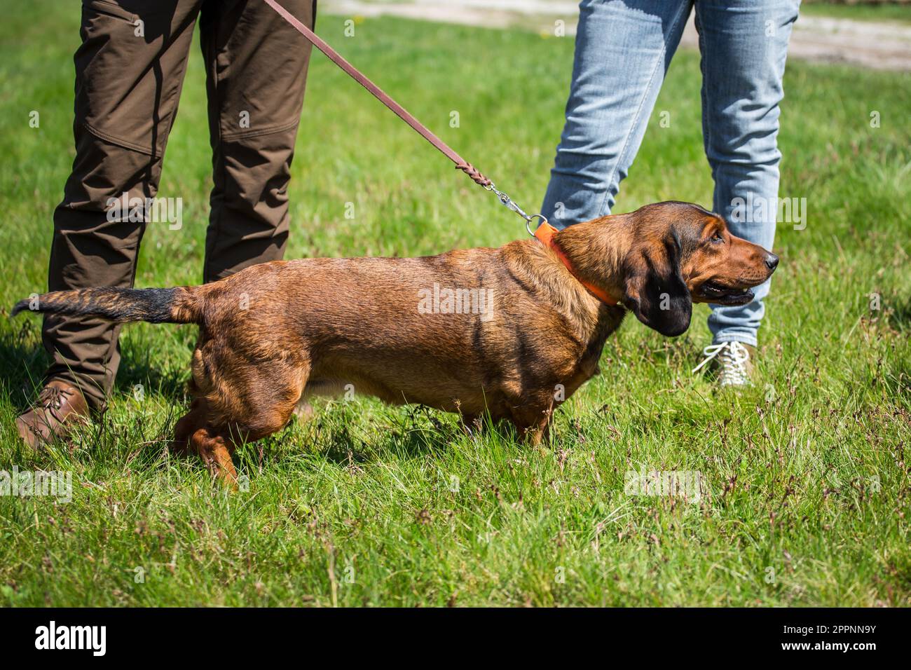 Alpine dachsbracke, Alpenländische Dachsbracke Stock Photo - Alamy
