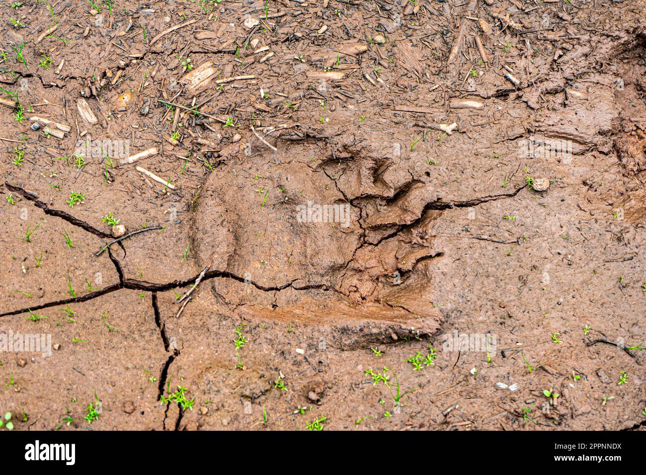 footprint of a bear's paw on the ground after rain. bear's trail in a ...