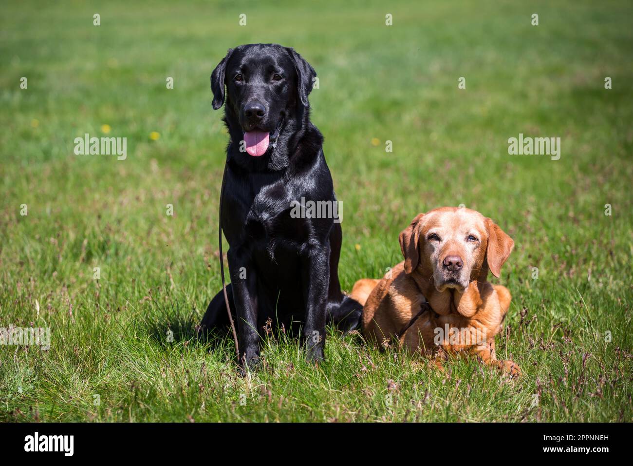 Working black labrador retriever hi-res stock photography and images ...