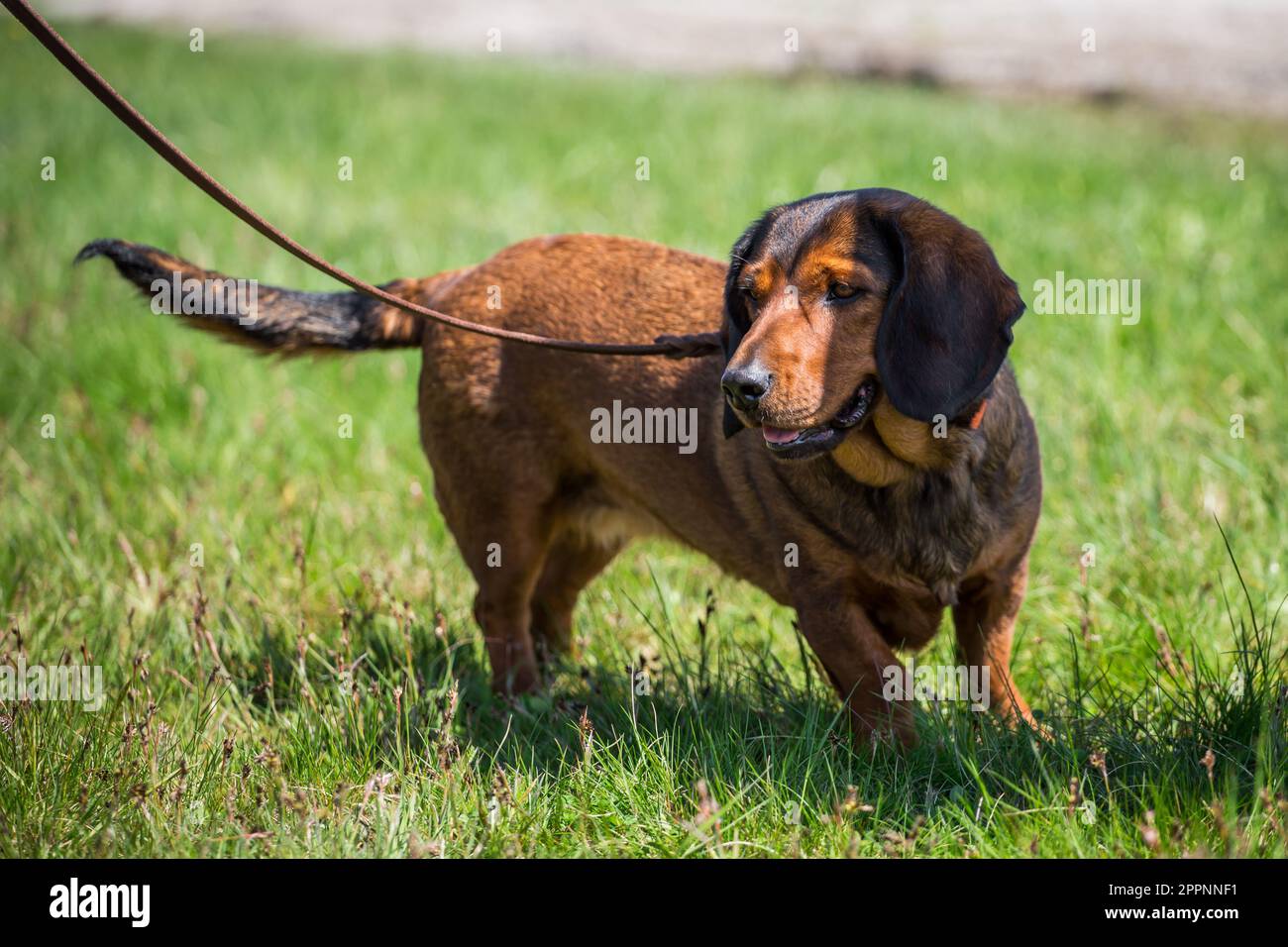 Alpine dachsbracke, Alpenländische Dachsbracke Stock Photo - Alamy