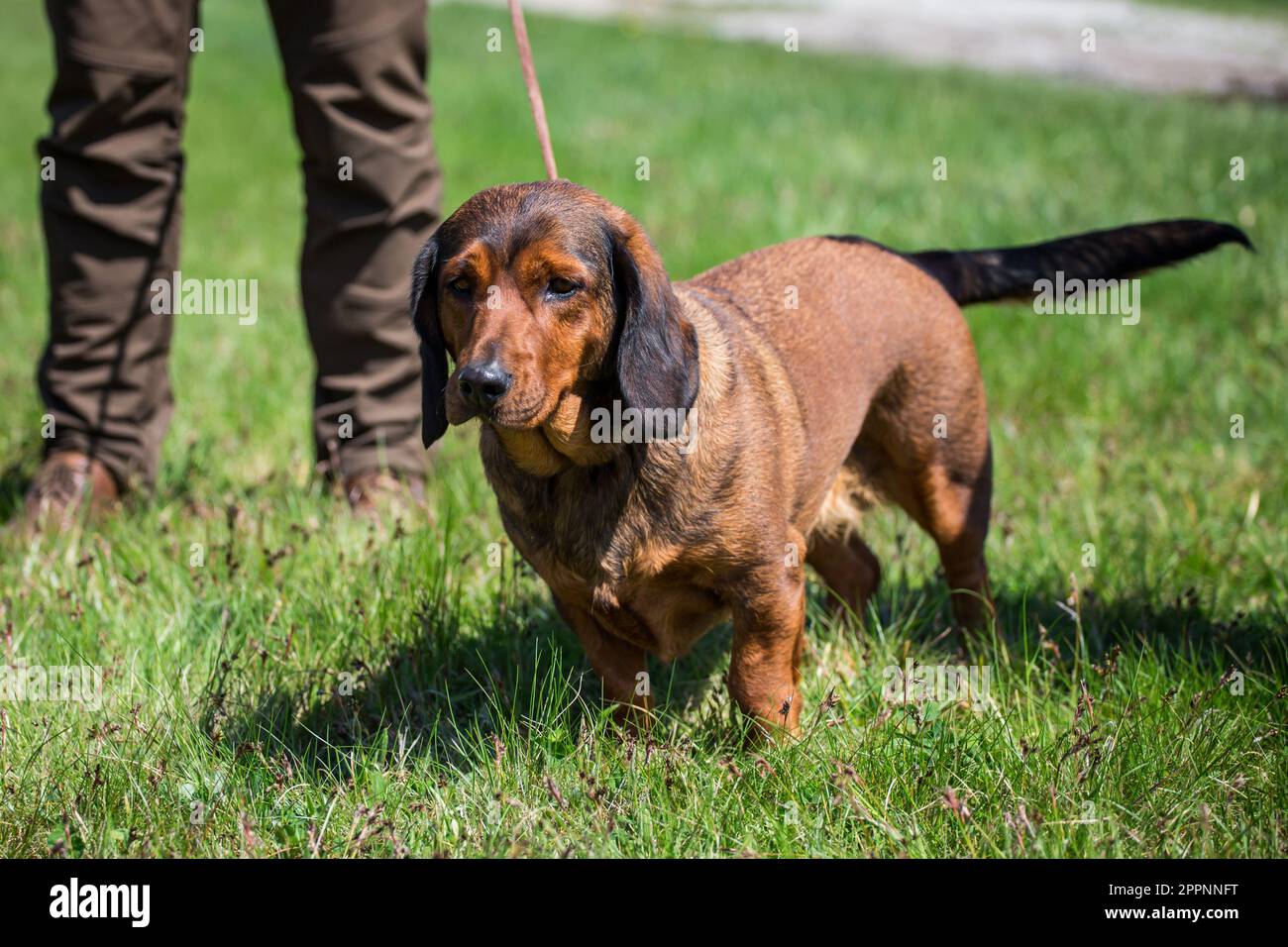 Alpine dachsbracke, Alpenländische Dachsbracke Stock Photo - Alamy