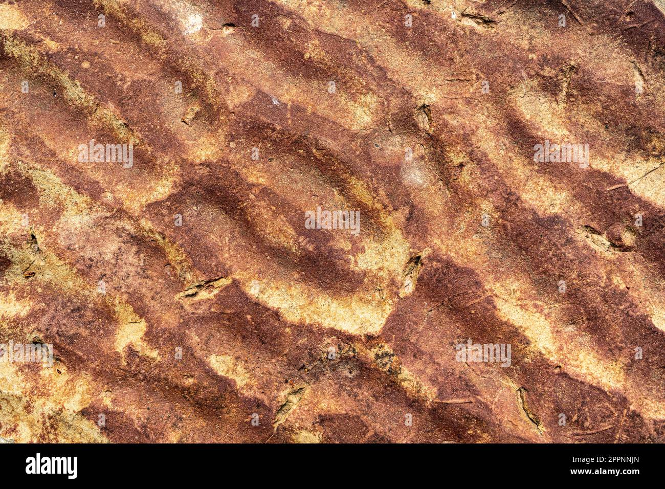 fossilized wave ripples on the top surface of a bed of sandstone Stock ...