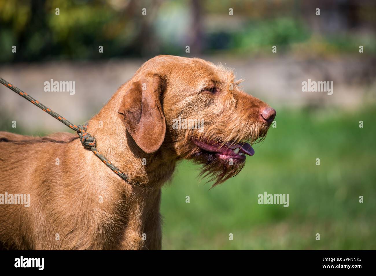 Wire-haired magyar vizsla, Hungarian pointer Stock Photo - Alamy