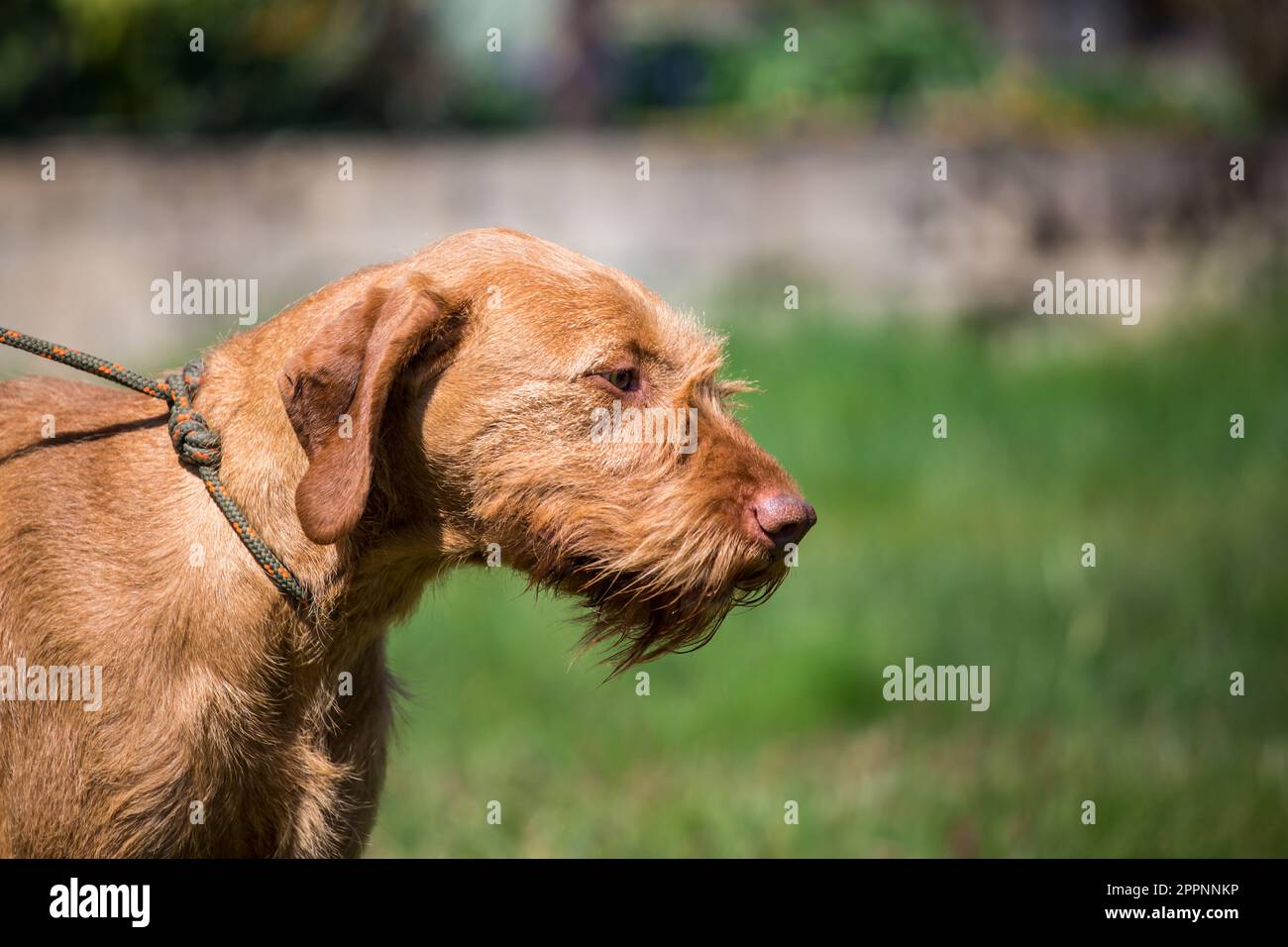Wire-haired magyar vizsla, Hungarian pointer Stock Photo - Alamy