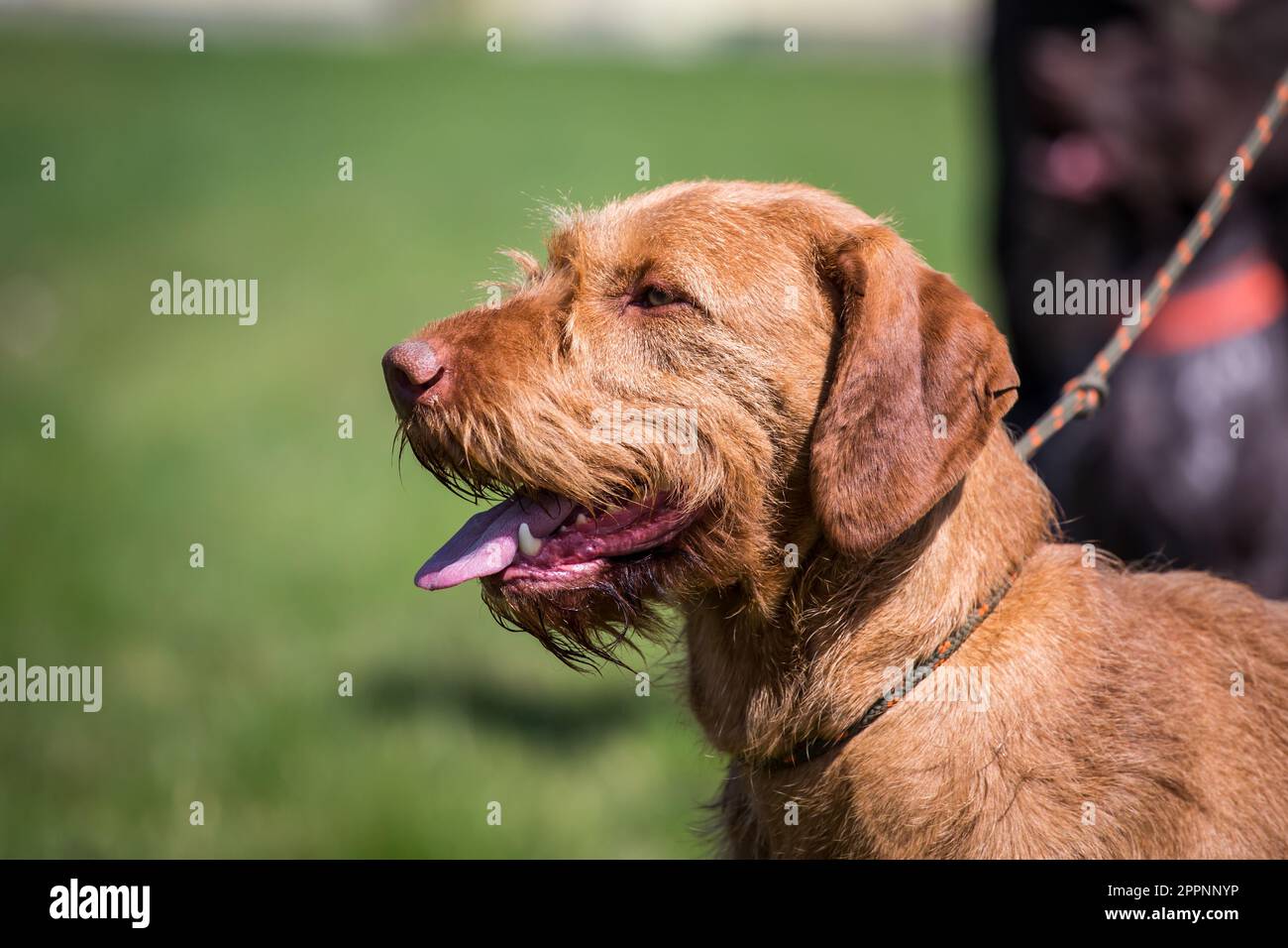 Wire-haired magyar vizsla, Hungarian pointer Stock Photo - Alamy