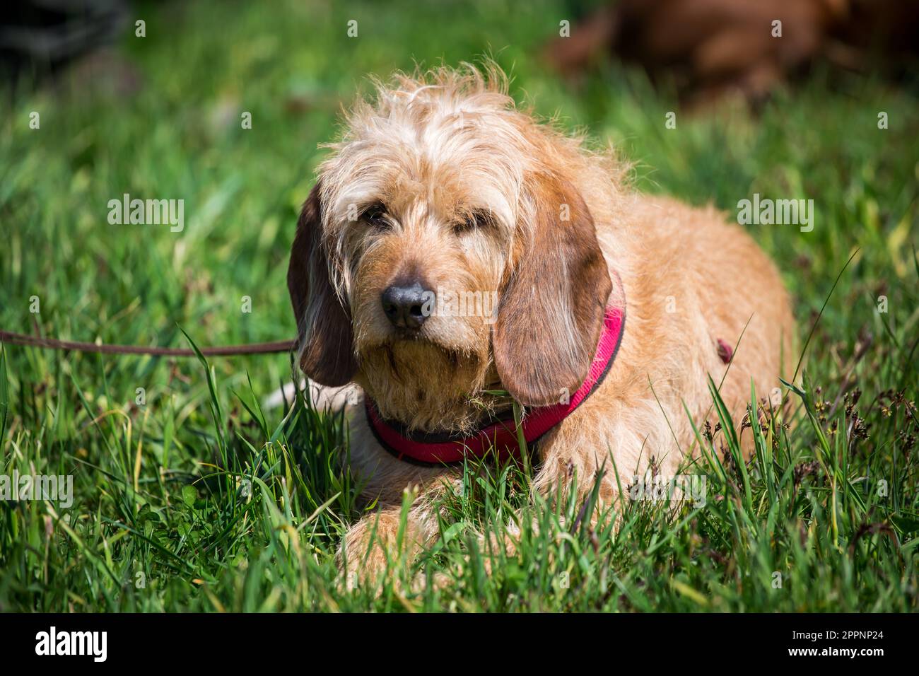 Styrian wire-haired hound, Steirische Rauhhaarbracke Stock Photo - Alamy