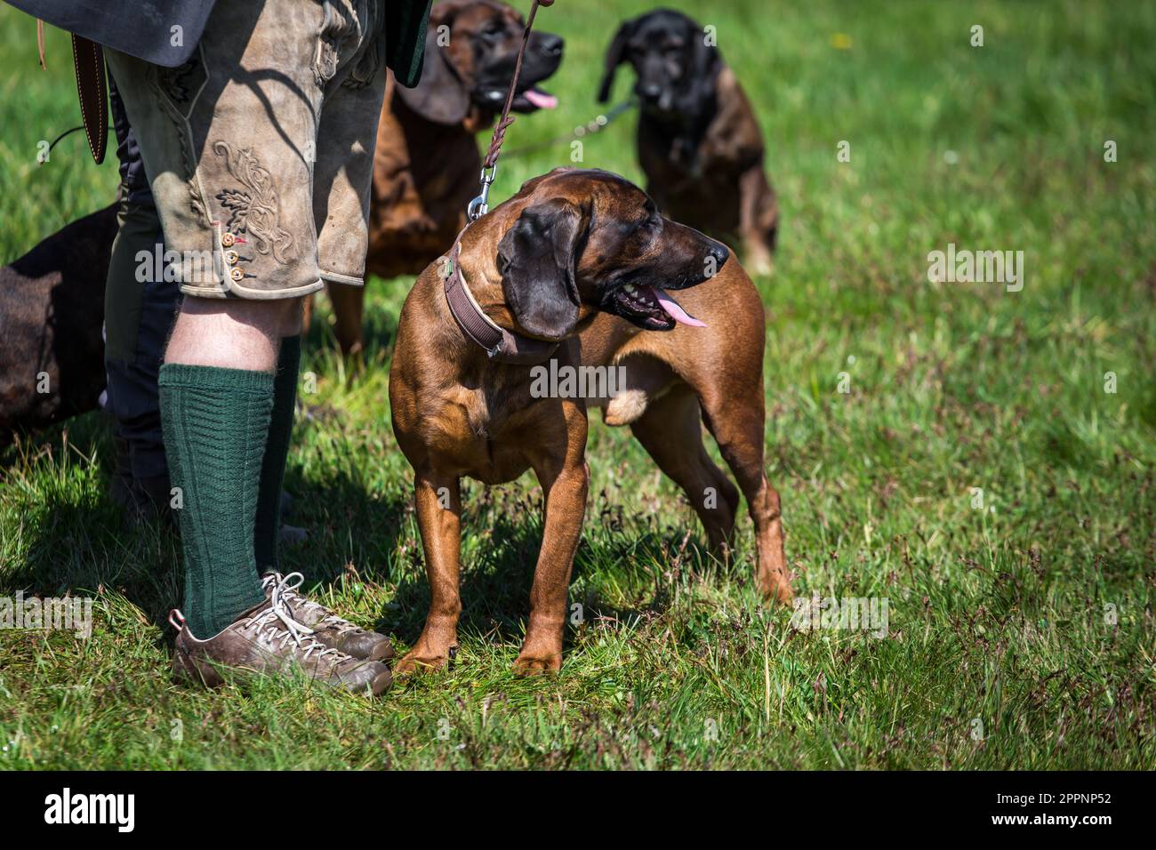 Bayerischer gebirgsschweisshund hi-res stock photography and images - Alamy