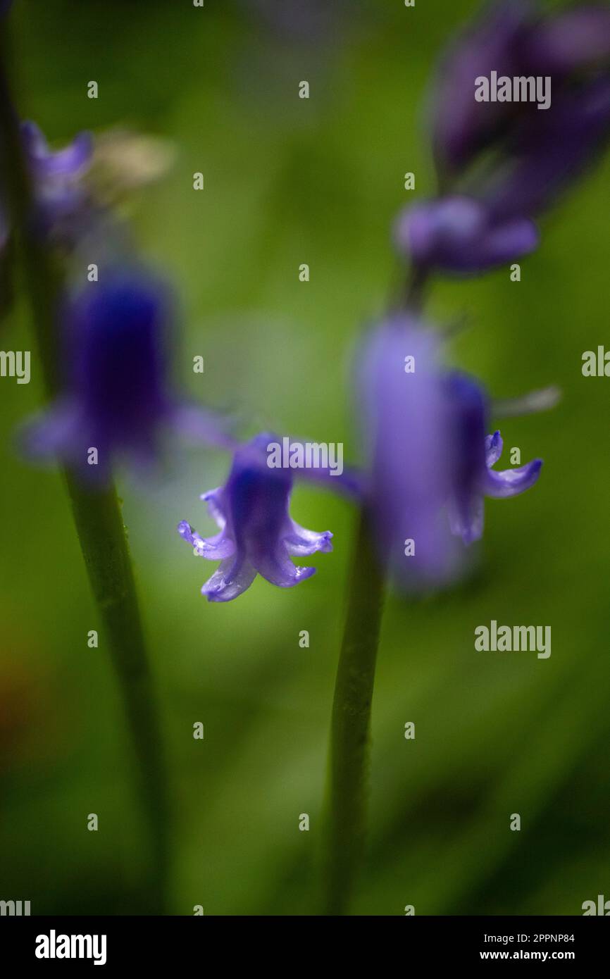 Close-up image of beautiful spring flowering English Bluebell flowers ...