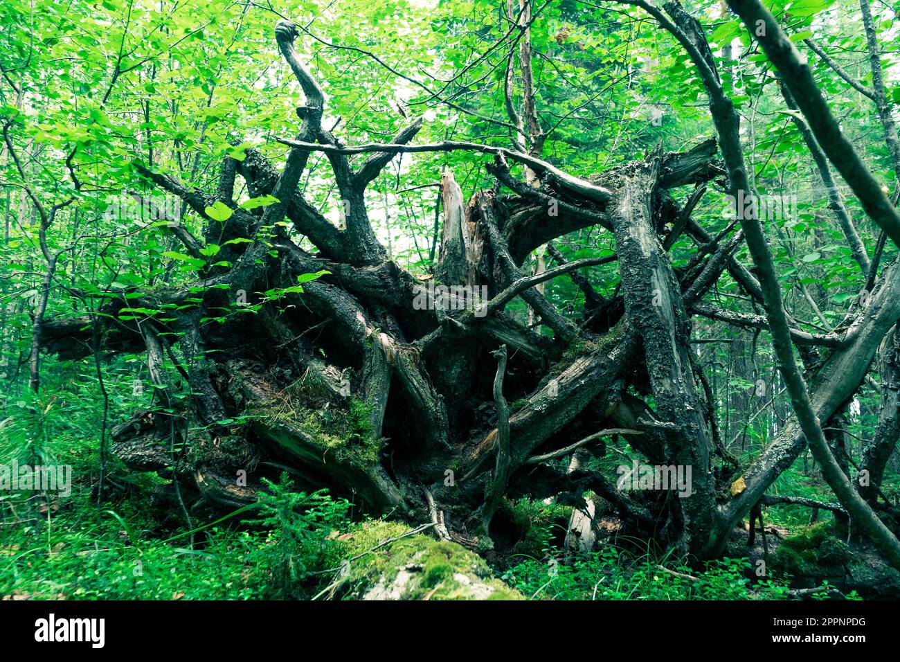 gnarled branches and roots of an upturned tree Stock Photo - Alamy