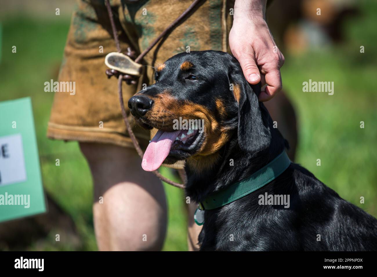 Austrian Black and Tan Hound, Brandlbracke Stock Photo - Alamy