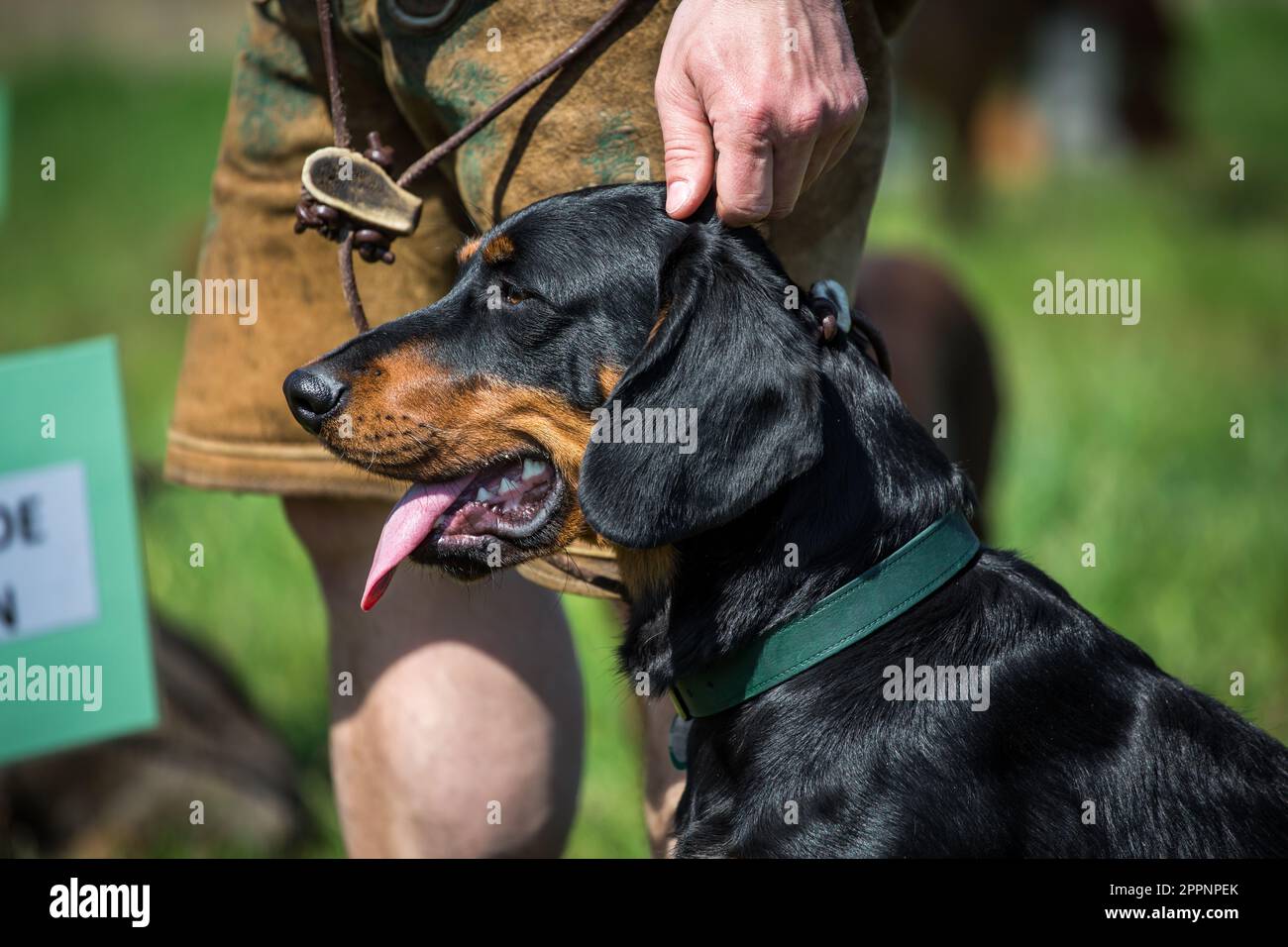 Austrian Black and Tan Hound, Brandlbracke Stock Photo - Alamy