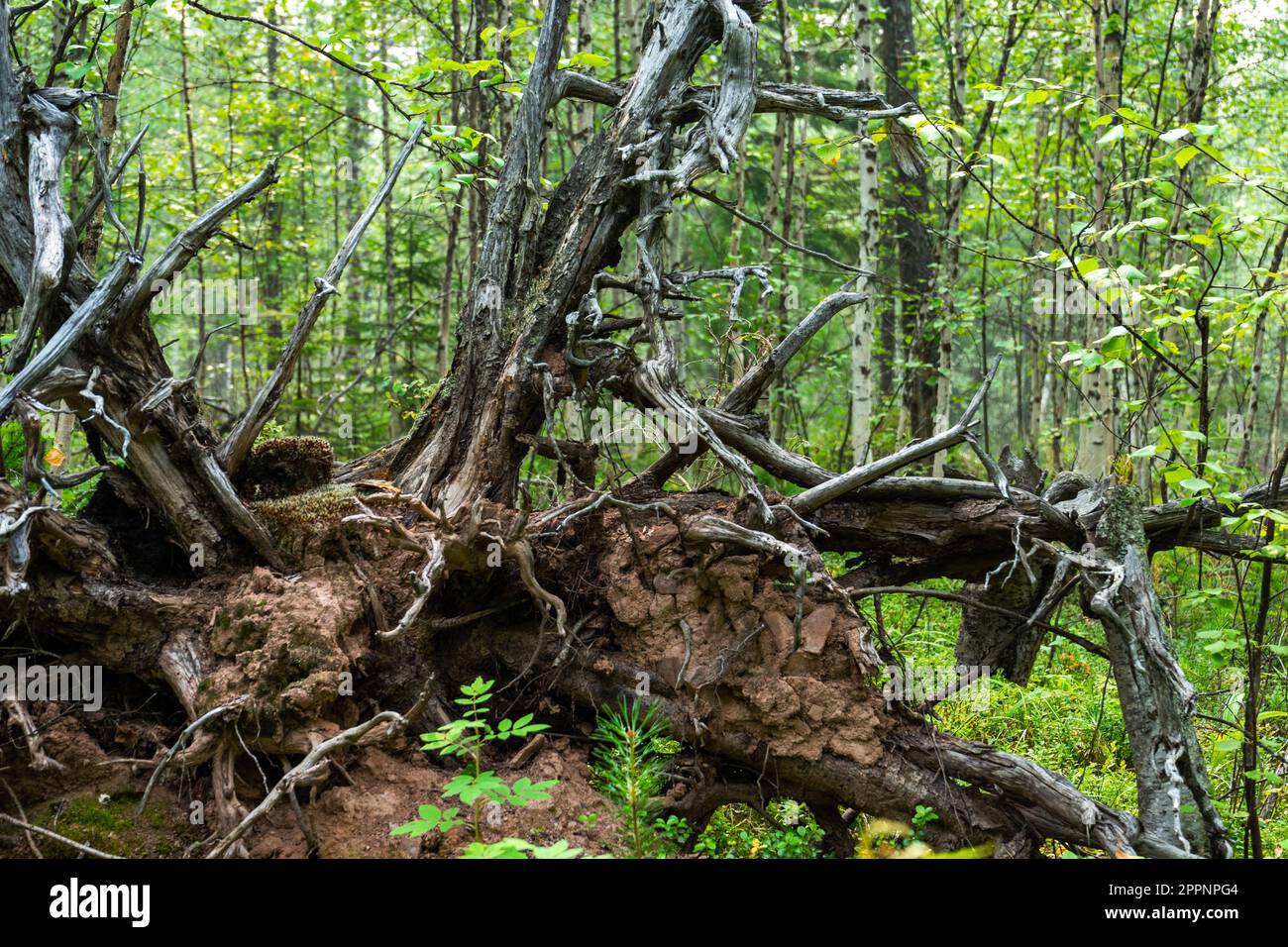 Old dry roots trees turned out of the ground Stock Photo - Alamy