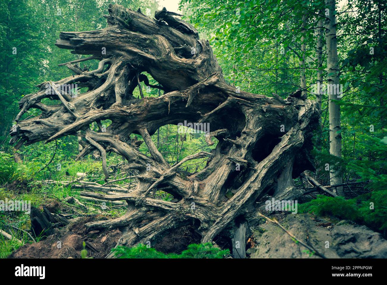 Remains of a tree-dry and dead upturned gray roots. Old dry roots trees ...