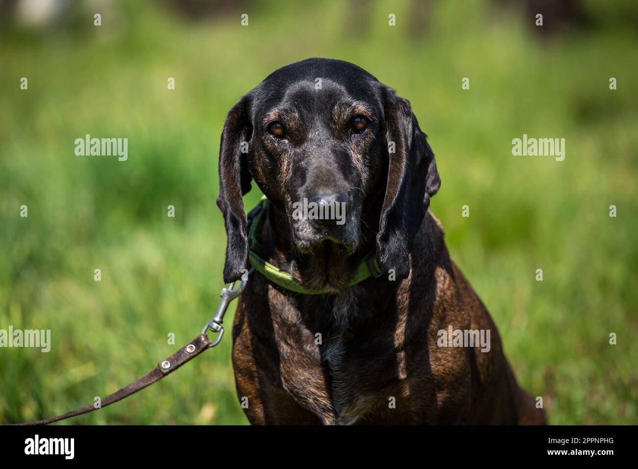 Bavarian mountain hound, Bayerischer Gebirgsschweißhund Stock Photo - Alamy
