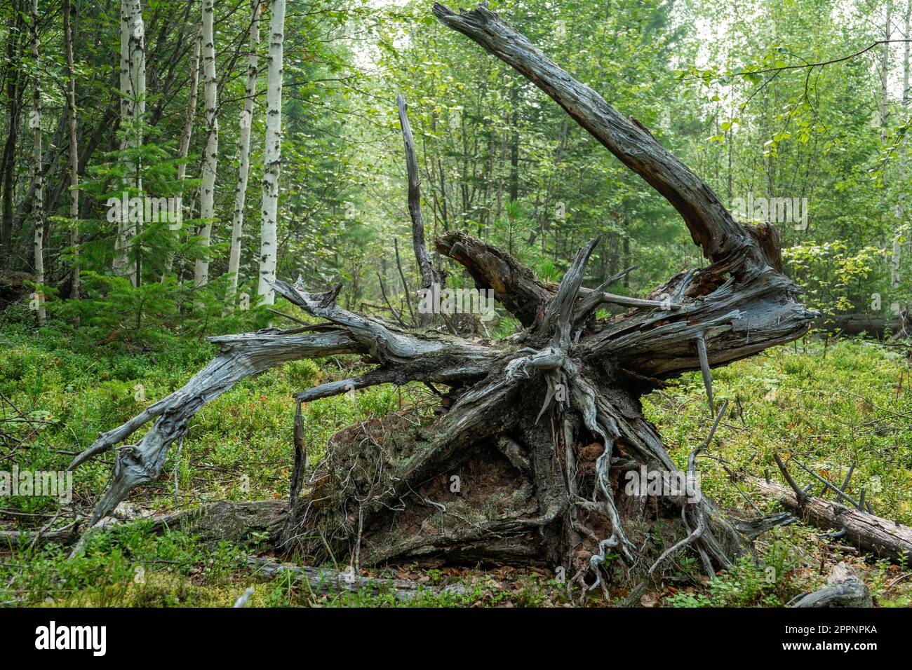 The roots of old fallen trees. Large dry tree root Stock Photo - Alamy