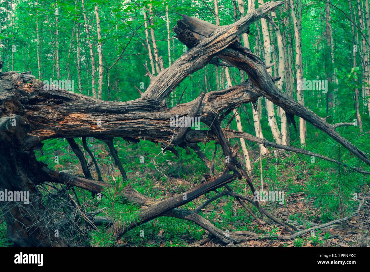 Remains of a tree-dry and dead upturned gray roots. Old dry roots trees ...