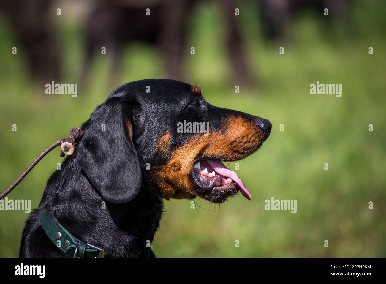 Austrian Black and Tan Hound, Brandlbracke Stock Photo - Alamy
