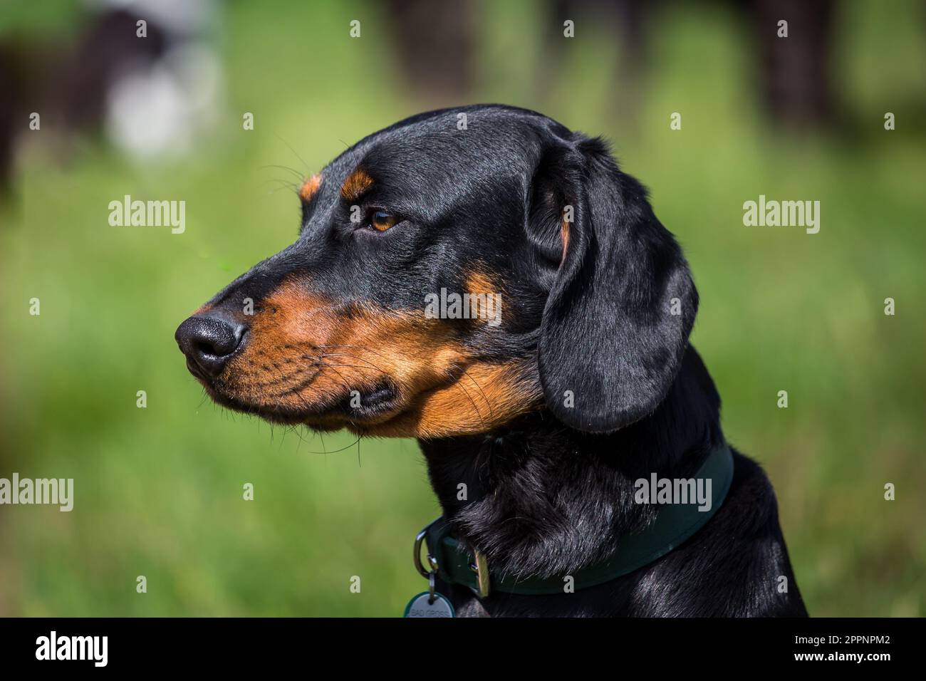 Austrian Black and Tan Hound, Brandlbracke Stock Photo - Alamy