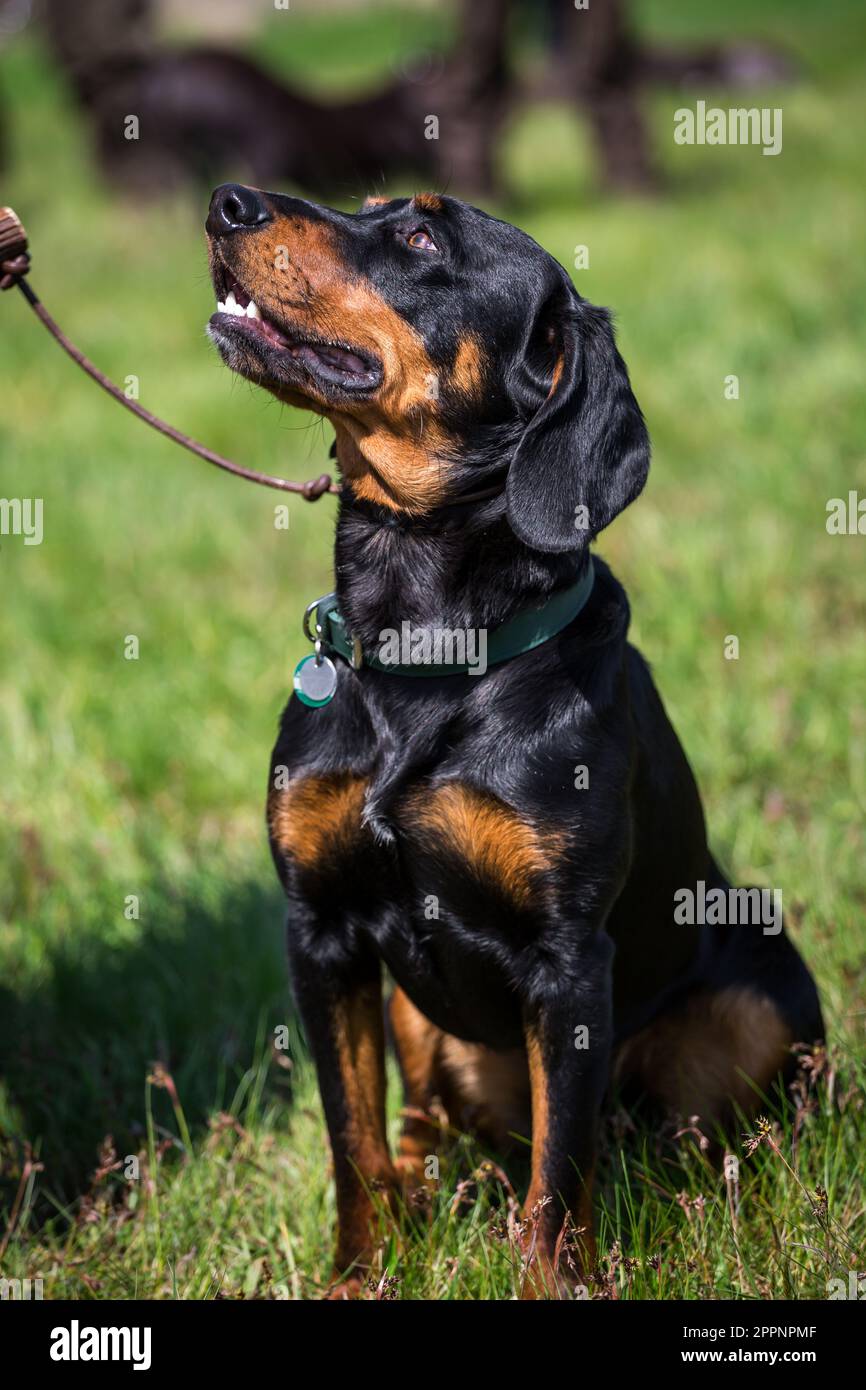 Austrian Black and Tan Hound, Brandlbracke Stock Photo - Alamy