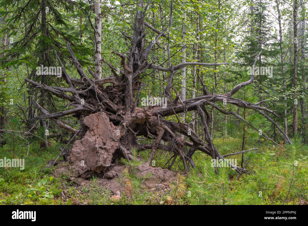 Broken tree exposed roots hi-res stock photography and images - Alamy