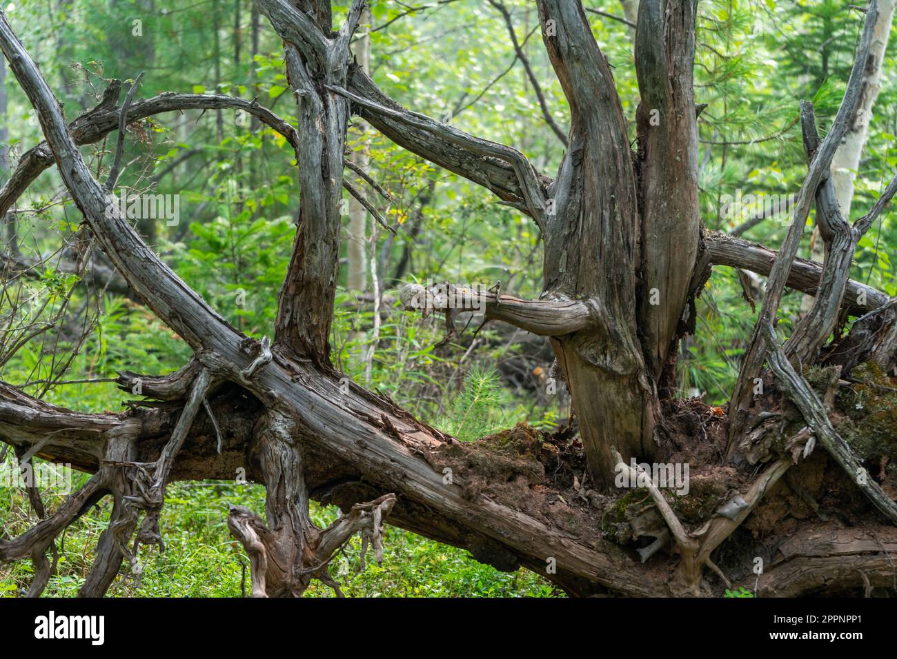 gnarled branches and roots of an upturned tree Stock Photo - Alamy