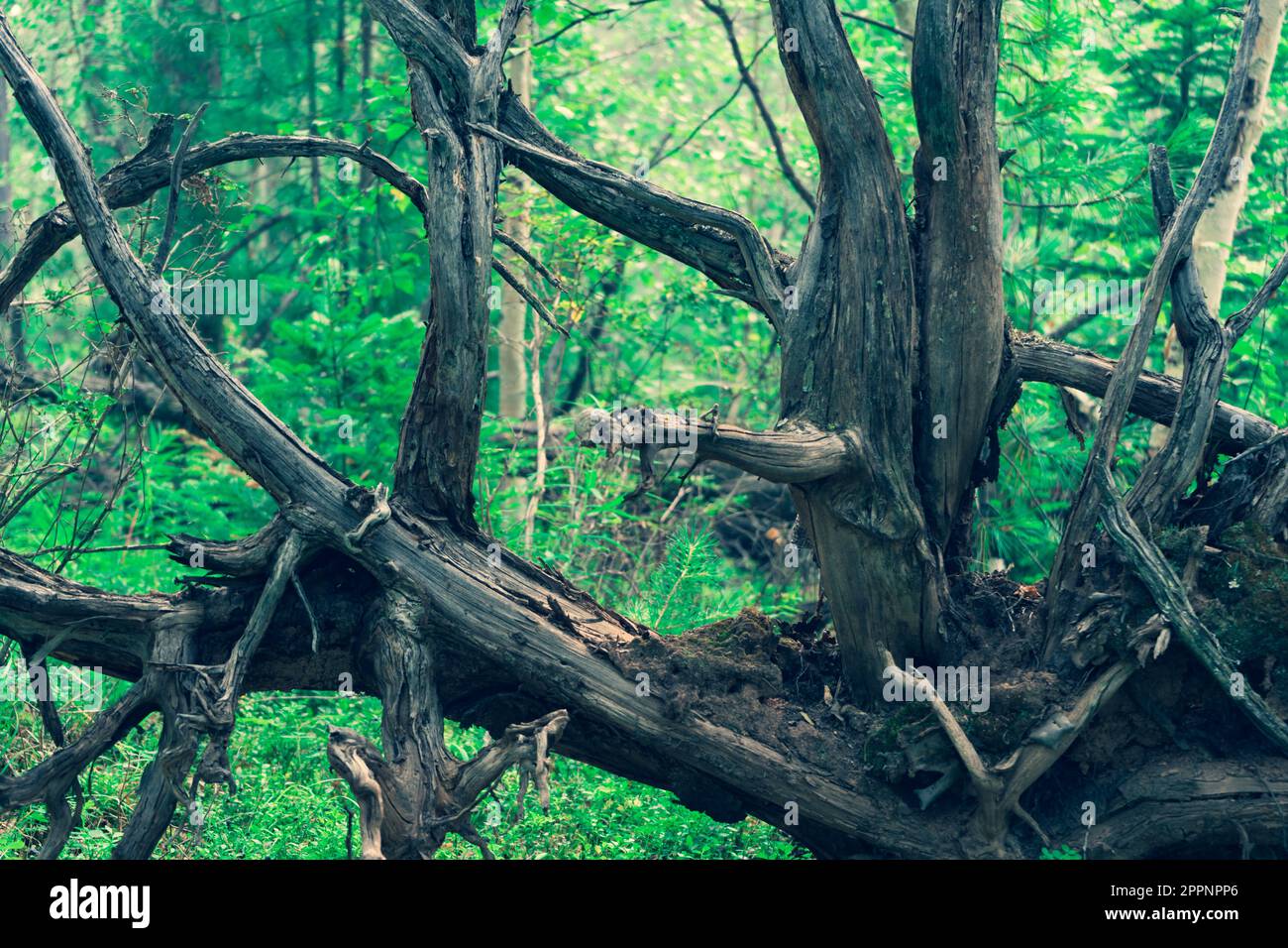 The roots of old fallen trees. Large dry tree root Stock Photo - Alamy