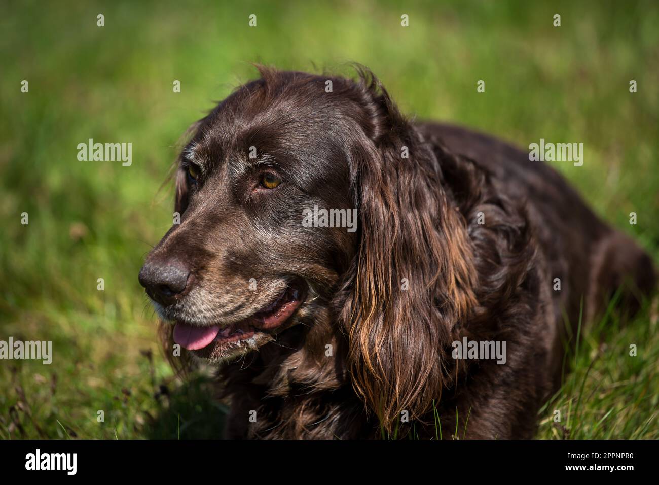 German spaniel, Deutscher Wachtelhund Stock Photo - Alamy