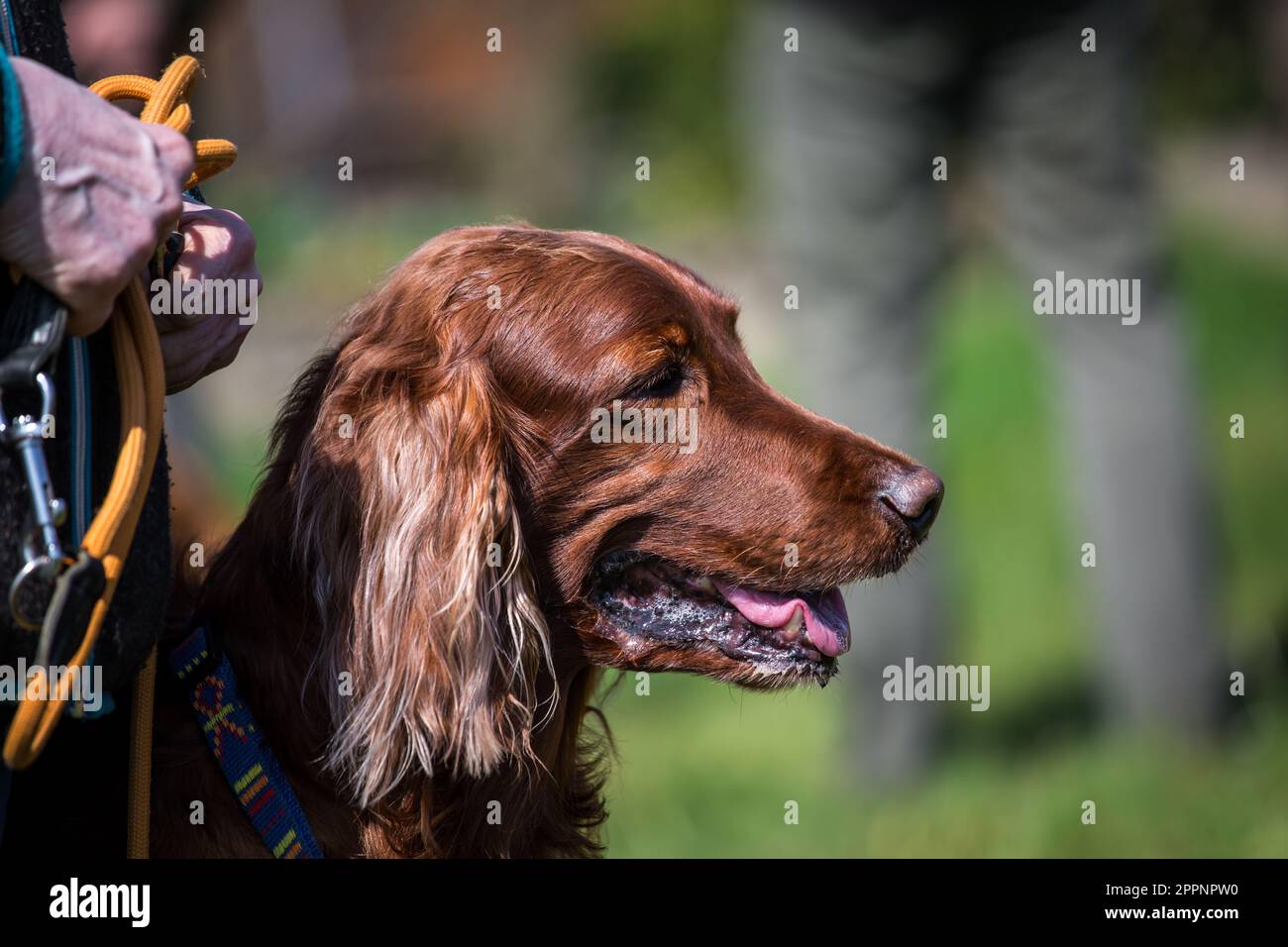 Irish Red Setter Stock Photo - Alamy