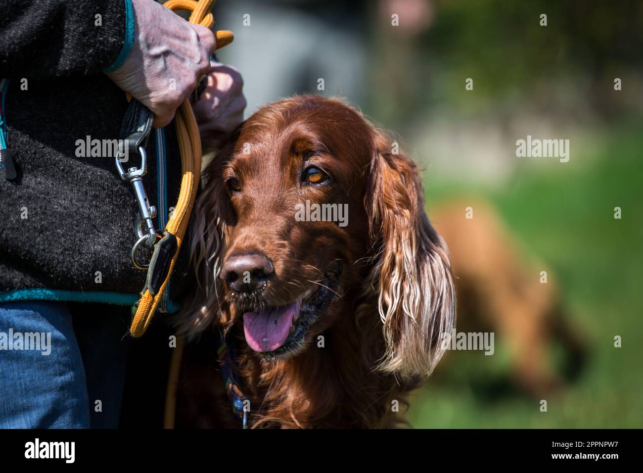 Irish Red Setter Stock Photo - Alamy