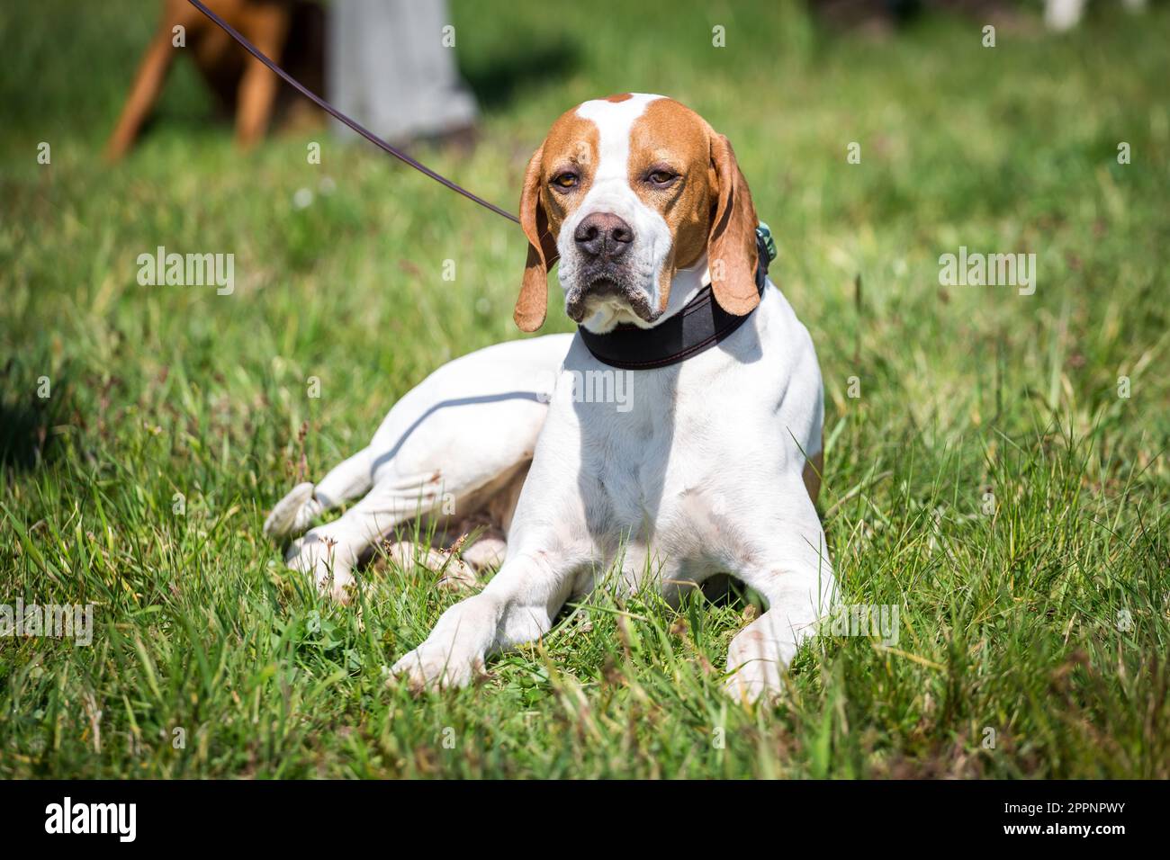 English hunting dog breed hi-res stock photography and images - Alamy