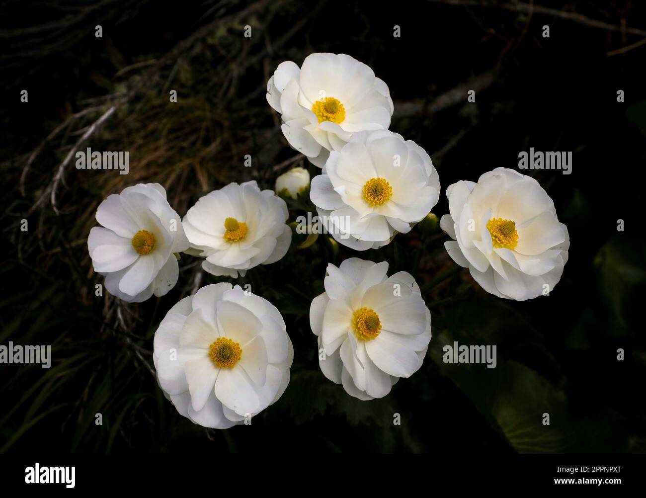 A spray of Mount Cook buttercups, the world's largest buttercup, also ...