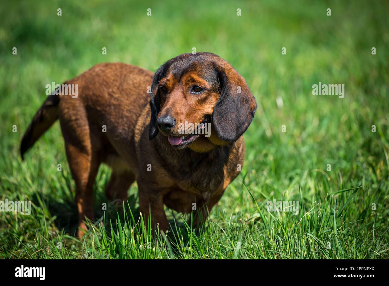 Alpine dachsbracke, Alpenländische Dachsbracke Stock Photo - Alamy
